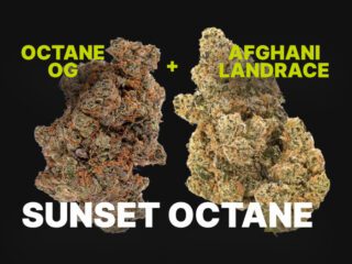 SUNSET OCTANE | 2x1G BLUNT | Niagara’s Craft Collection | Garden City ...