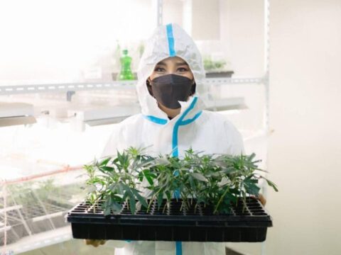 A Guide to Different Types of Cannabis - Garden City Cannabis Co.