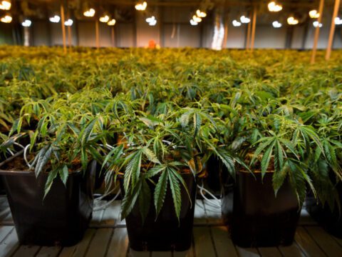 A Guide to Different Types of Cannabis - Garden City Cannabis Co.